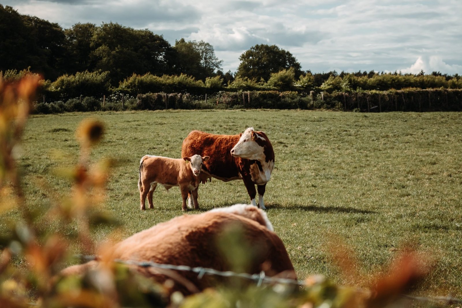 COW VET TIPS FOR GETTING YOUR CATTLE ON A CALVING SCHEDULE - Biosec ...