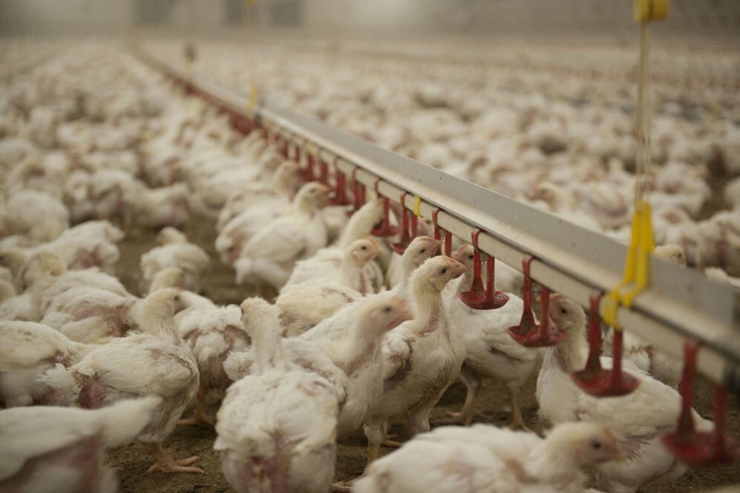 Economic consequences of stopping ‘thinning’ in broiler production ...